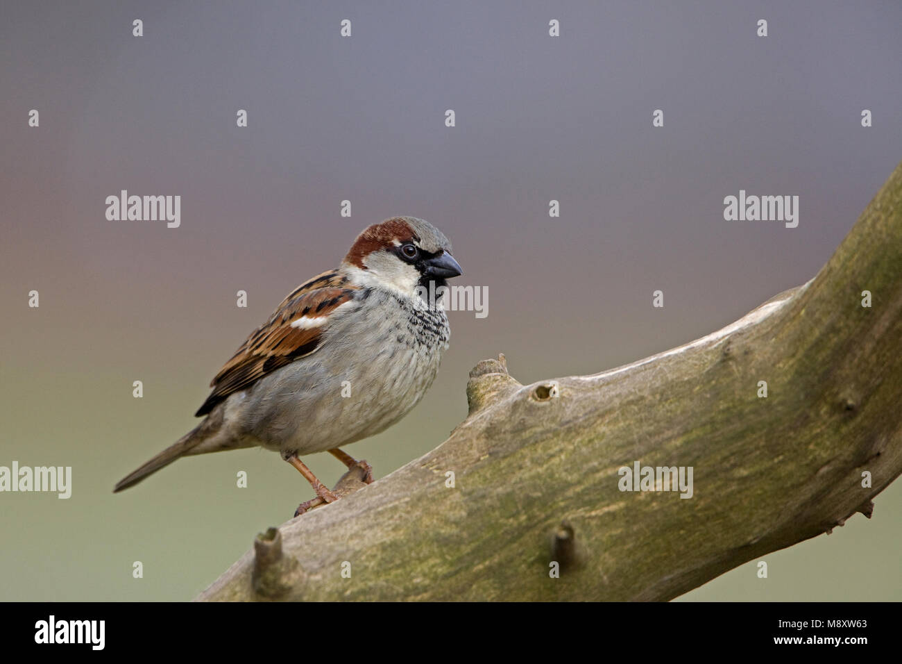 Huis mus hi-res stock photography and images - Alamy