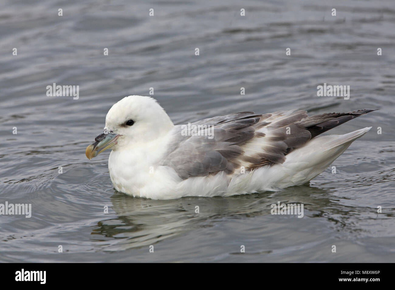 Zwemmende noordse stormvogel hi-res stock photography and images - Alamy