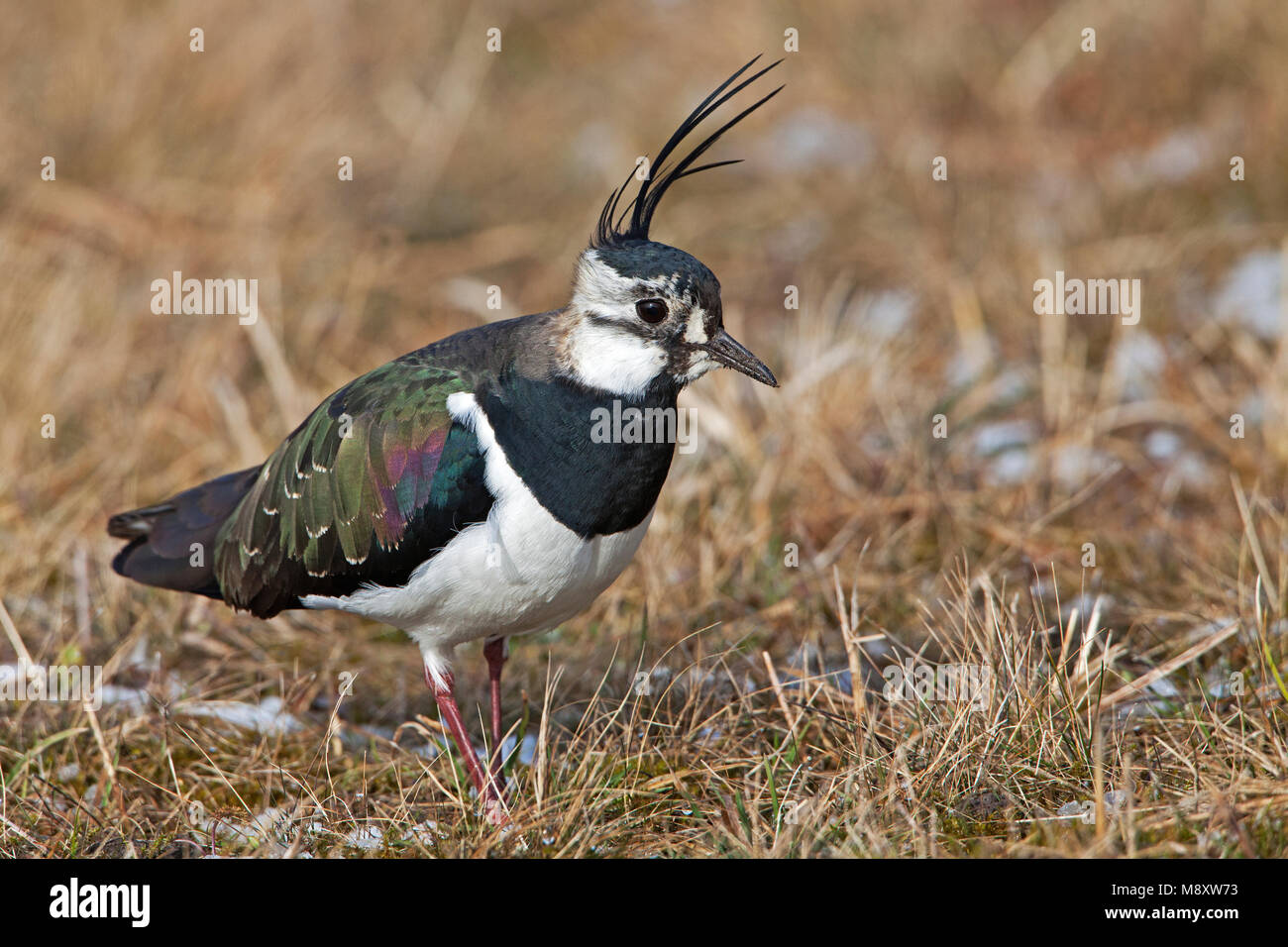Kievit; Northern Lapwing Stock Photo - Alamy