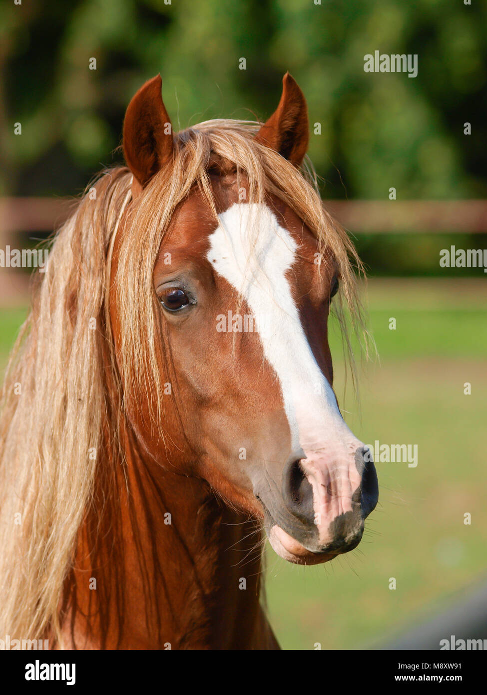 Chestnut Horse With White Blaze Stock Photos & Chestnut Horse With ...