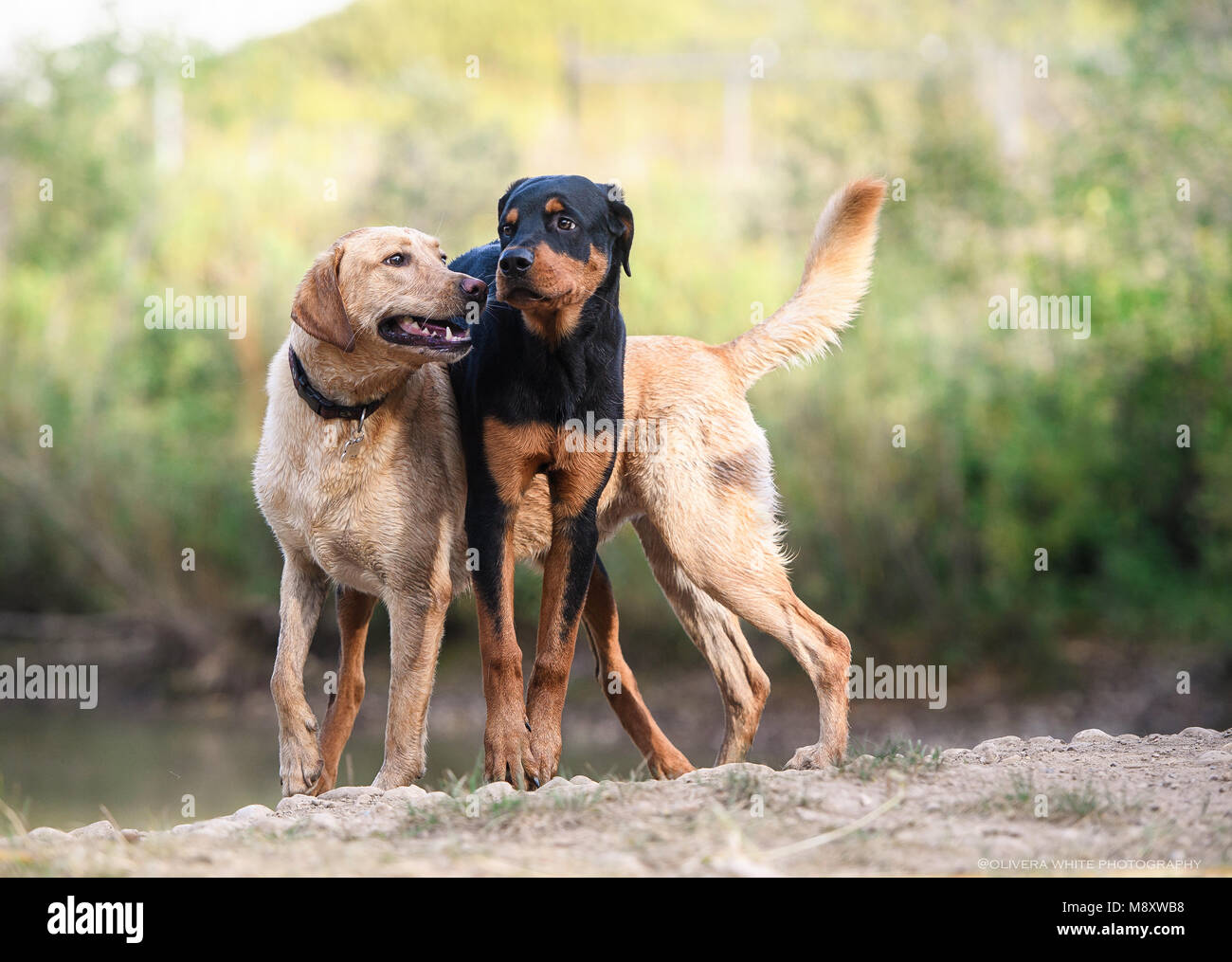 Two dogs playing in the park Stock Photo - Alamy