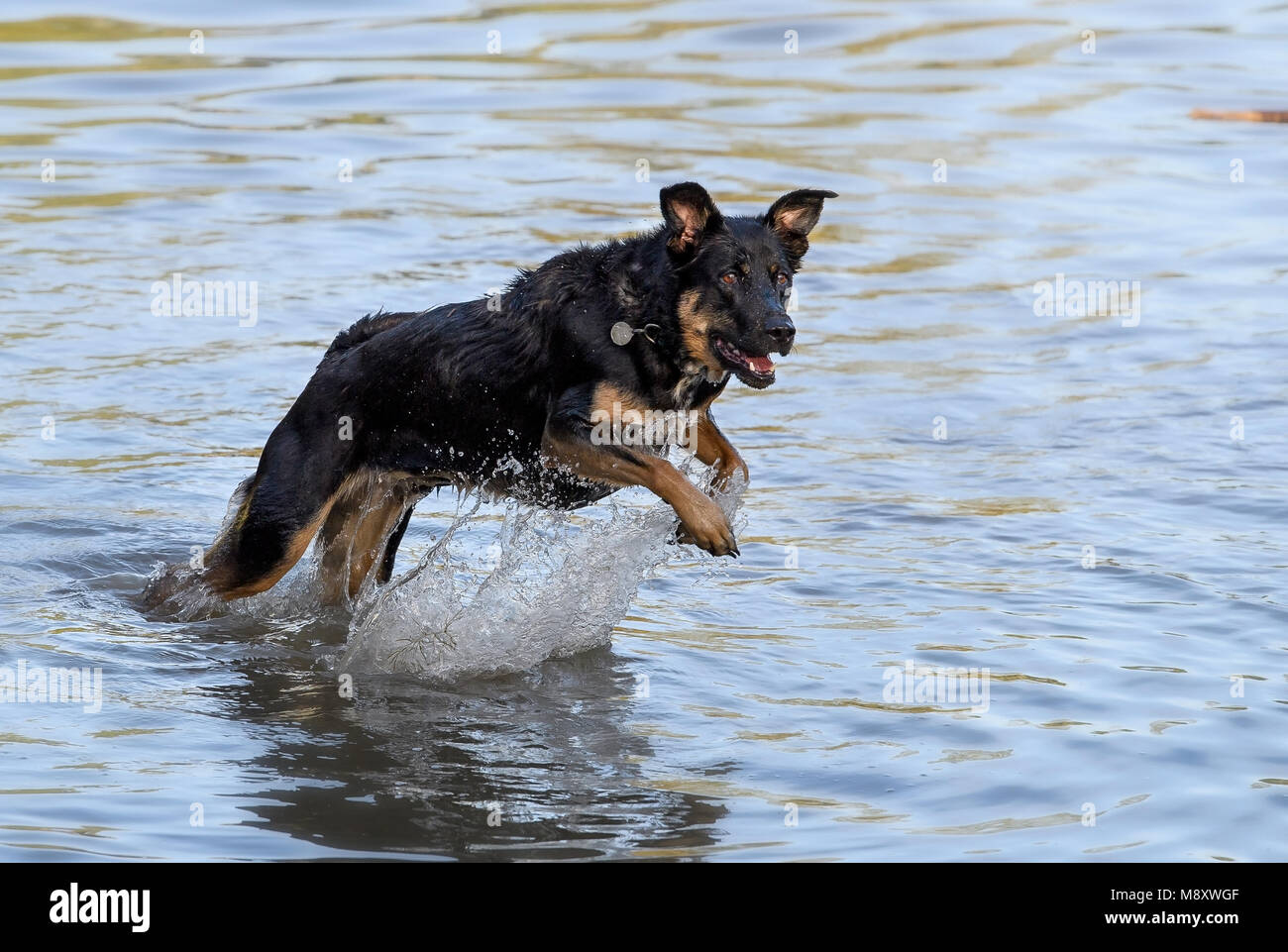 Black dog jumping out of water and making a splash Stock Photo - Alamy
