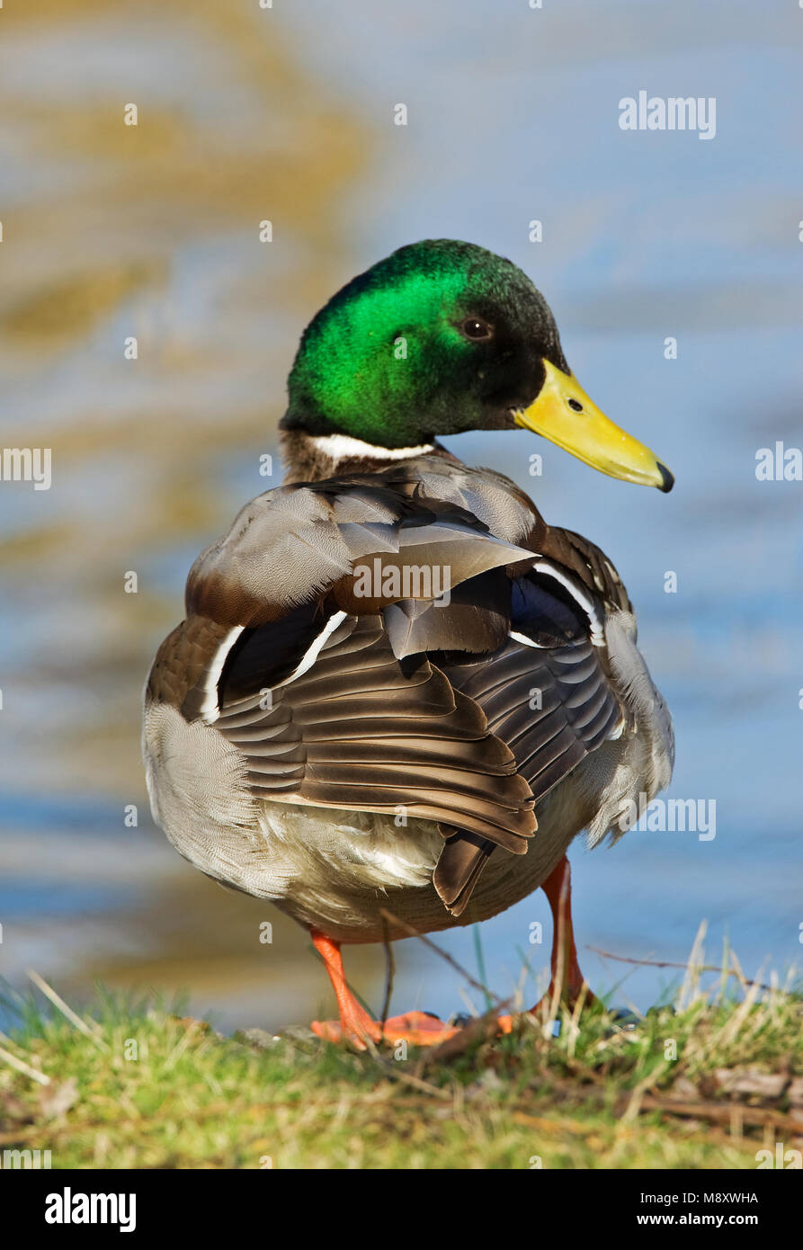 Mallard male in summerplumage; Wilde Eend man in zomerkleed Stock Photo ...