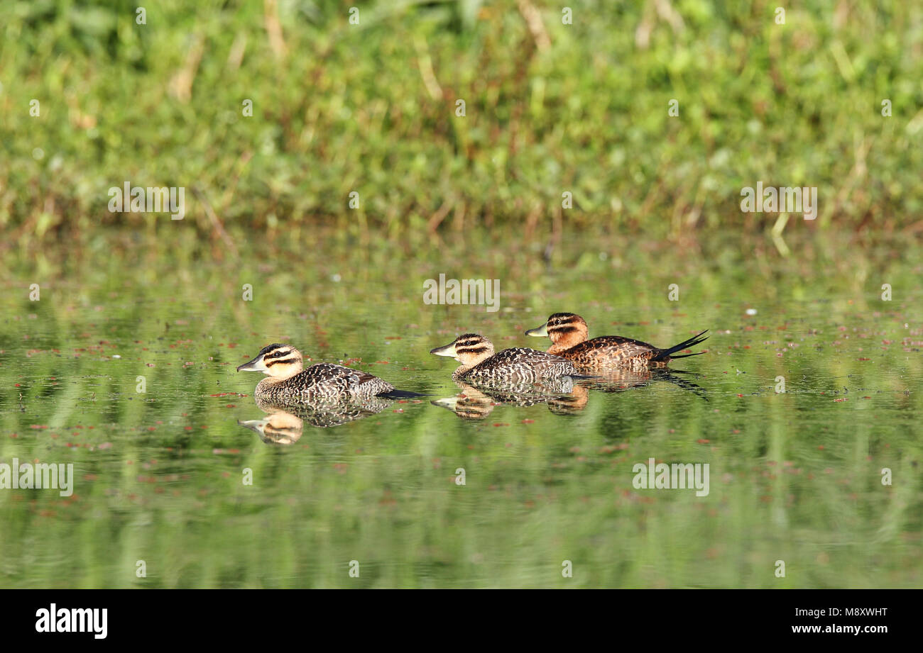 Maskerstekelstaart man en vrouw in moeras; Masked Duck male and female ...