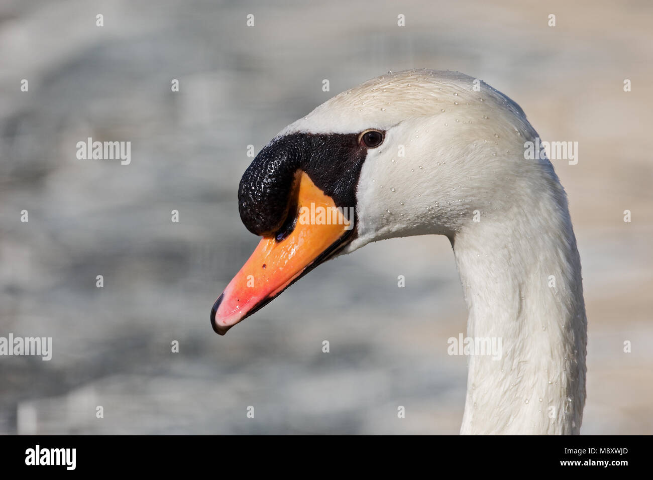 Adult male swan hi-res stock photography and images - Alamy