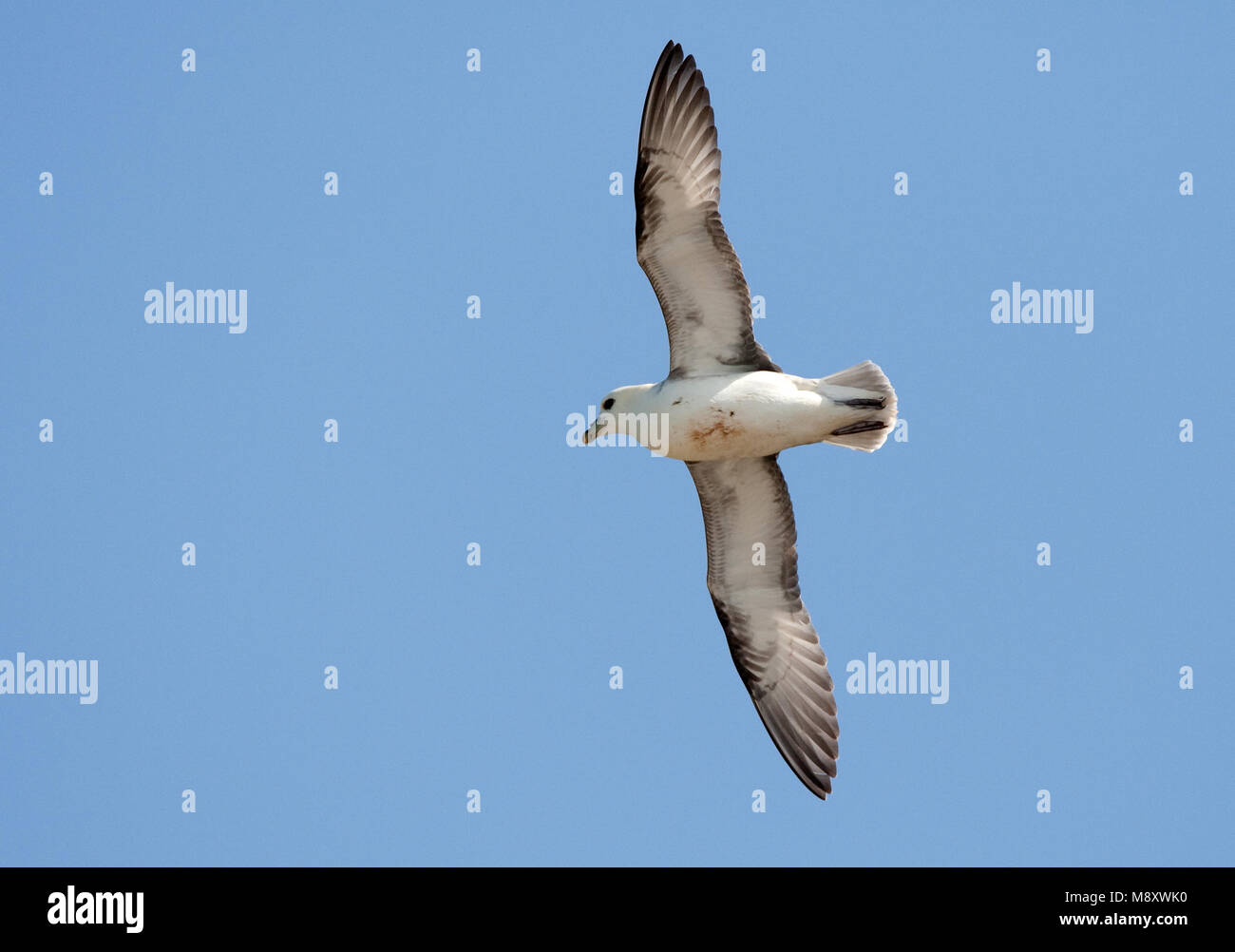 Noordse Stormvogel vliegend; Northern Fulmar flying Stock Photo - Alamy