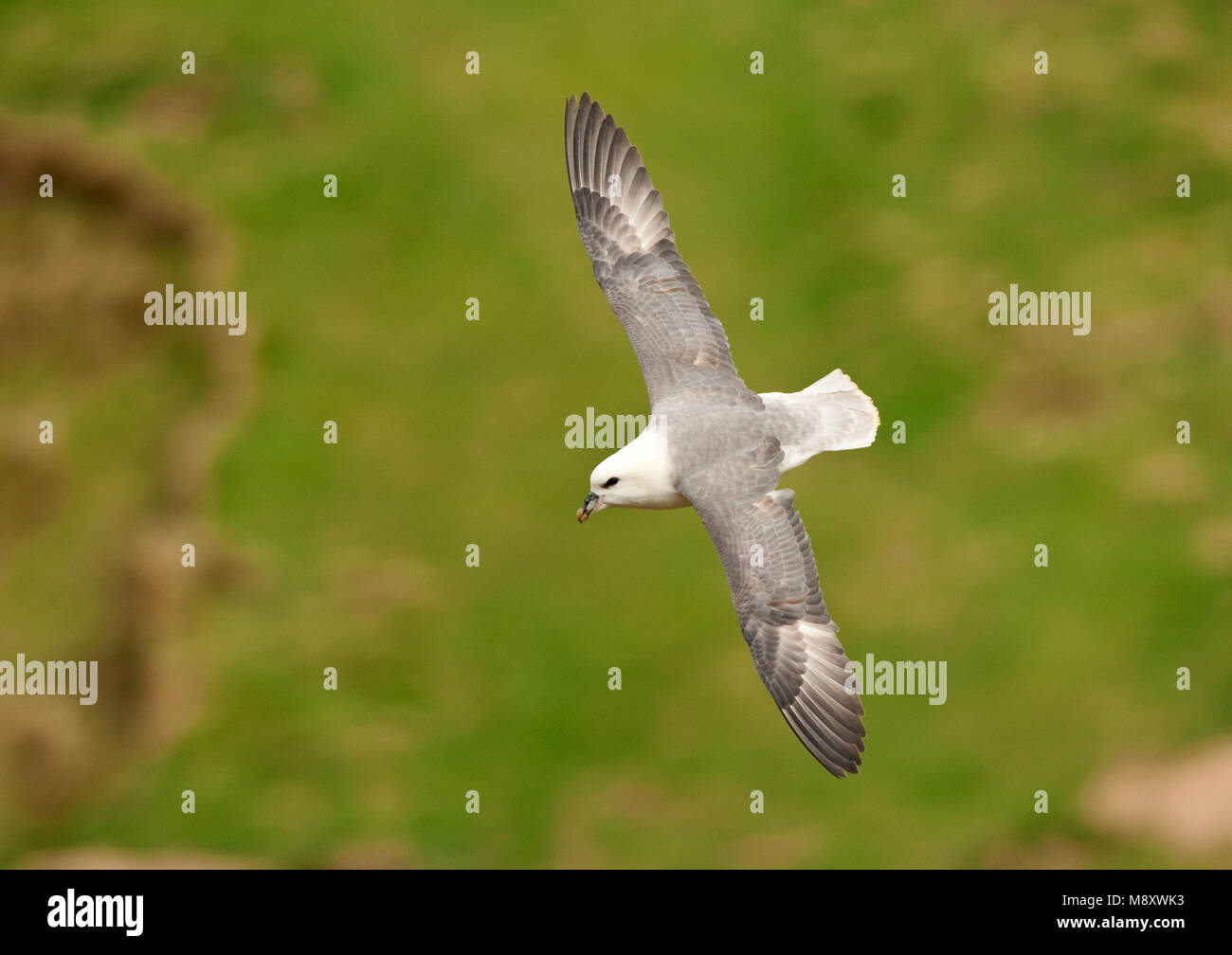 Noordse Stormvogel vliegend; Northern Fulmar flying Stock Photo - Alamy