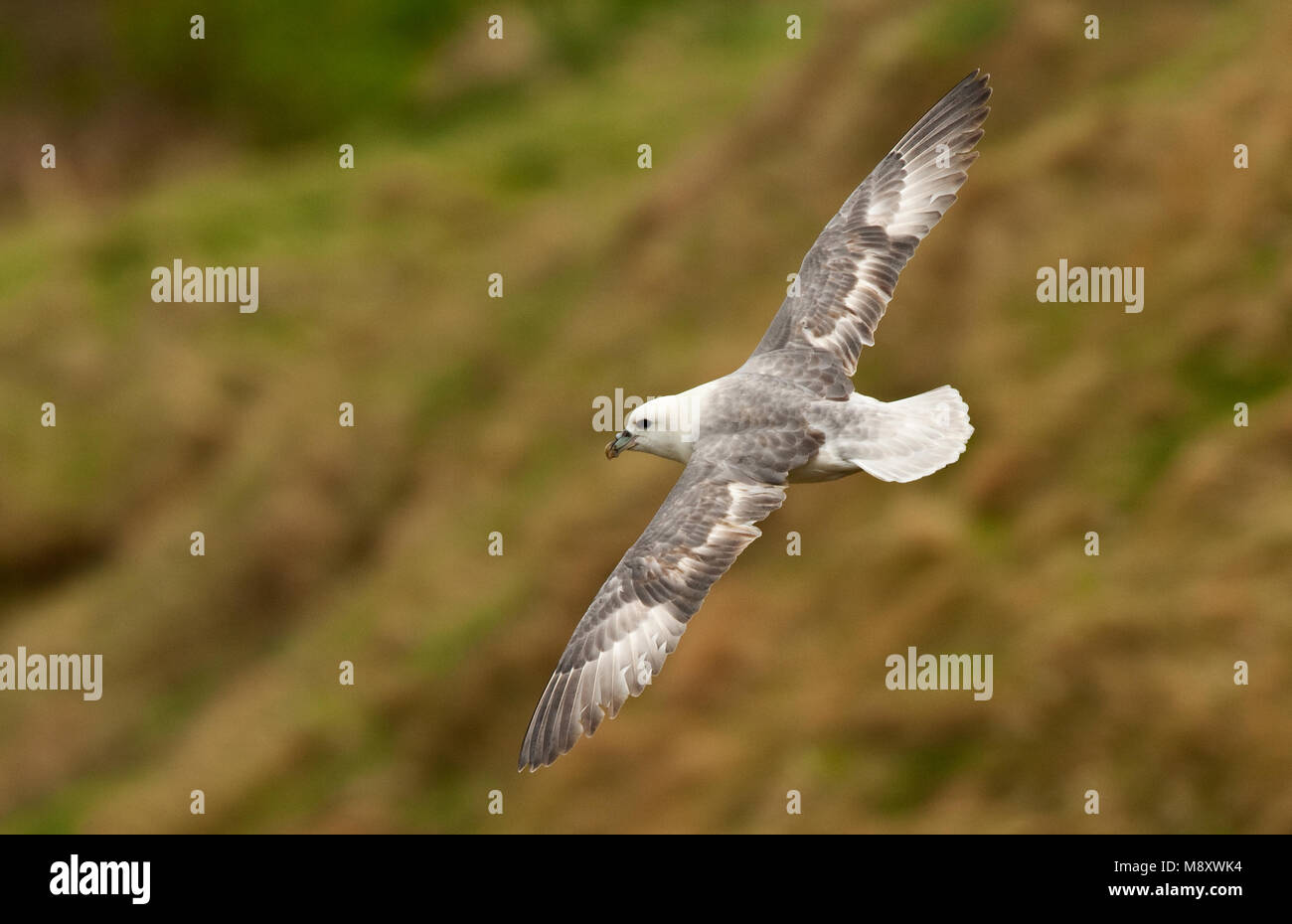 Noordse Stormvogel vliegend; Northern Fulmar flying Stock Photo - Alamy