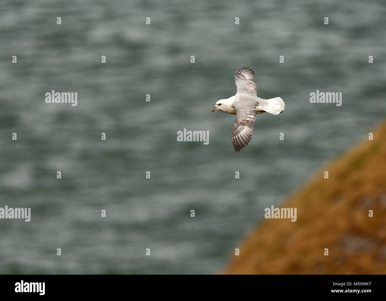 Noordse Stormvogel in vlucht; Northern Fulmar in flight Stock Photo - Alamy