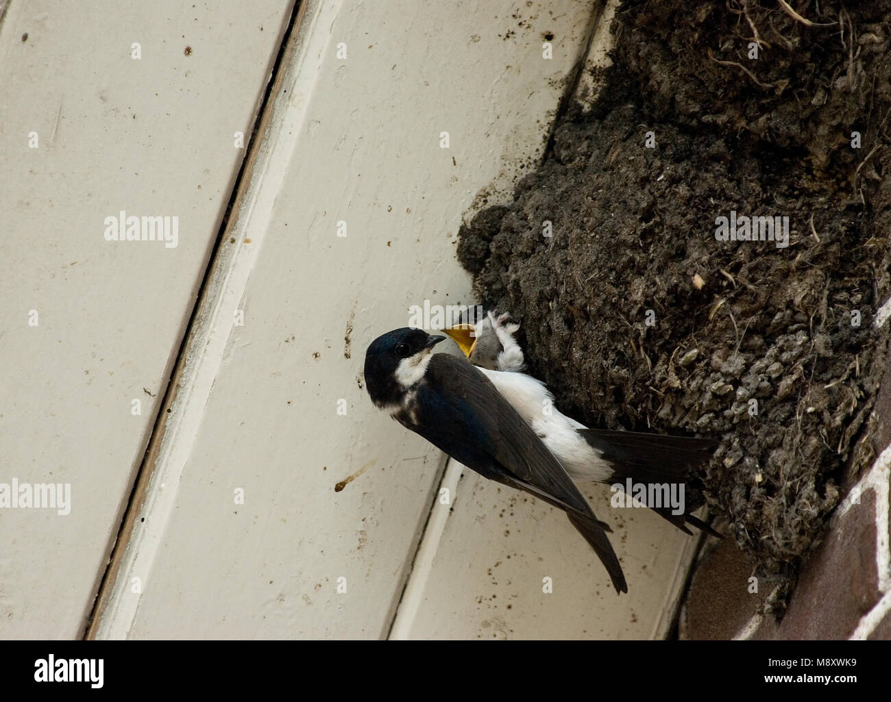 Common House Martin at nest; Huiszwaluw bij nest Stock Photo - Alamy