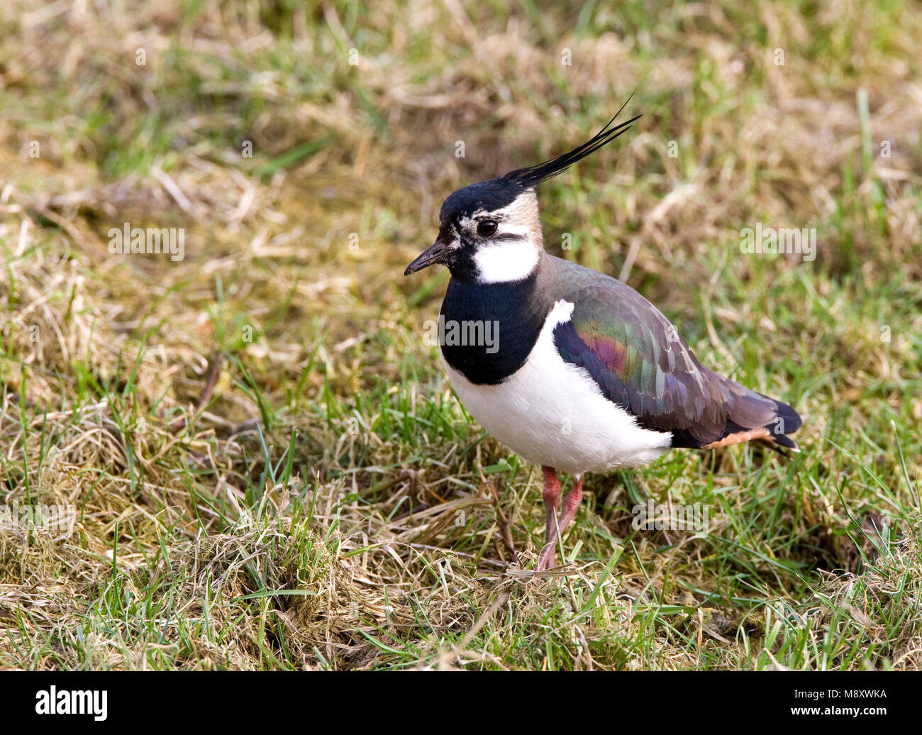 Kievit, Northern Lapwing Stock Photo - Alamy