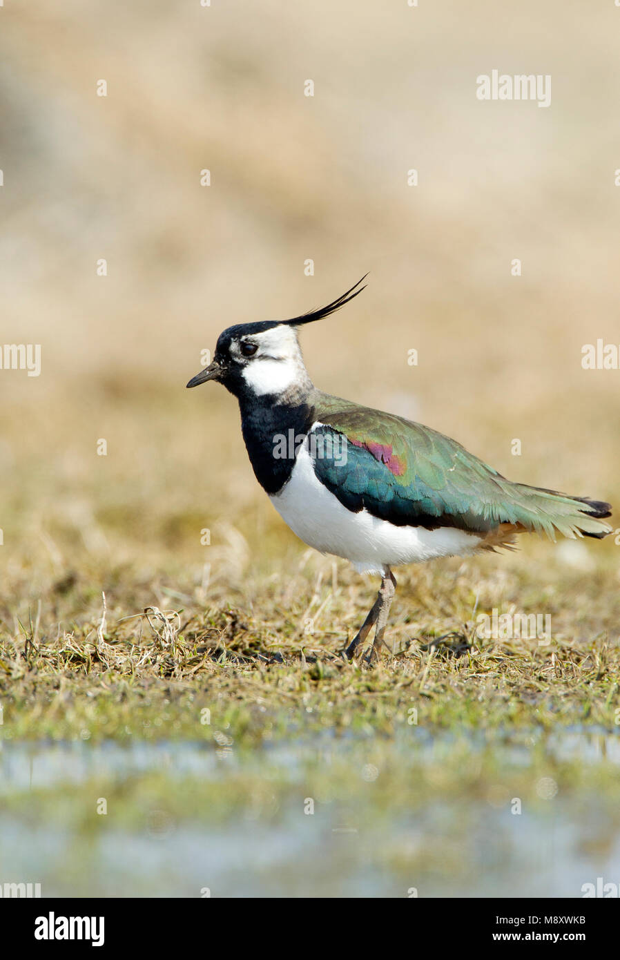 Kievit foeragerend, Northern Lapwing foraging Stock Photo - Alamy