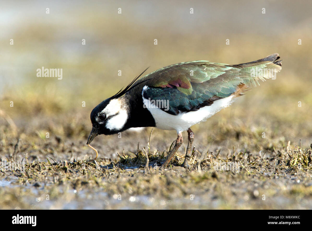 Kievit foeragerend, Northern Lapwing foraging Stock Photo - Alamy