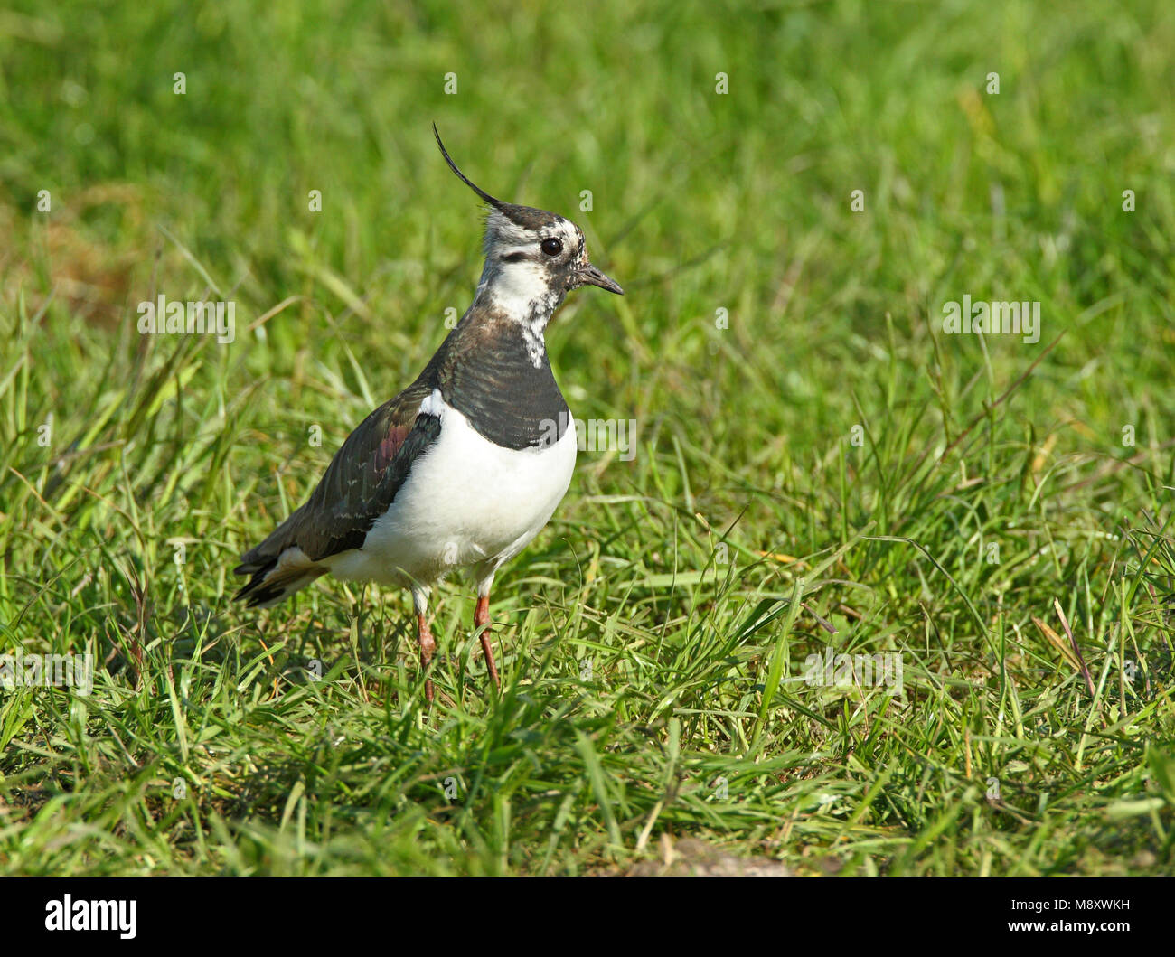 Kievit, Northern Lapwing Stock Photo - Alamy