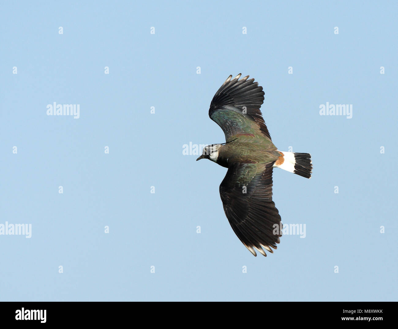 Kievit in de vlucht, Northern Lapwing in flight Stock Photo - Alamy