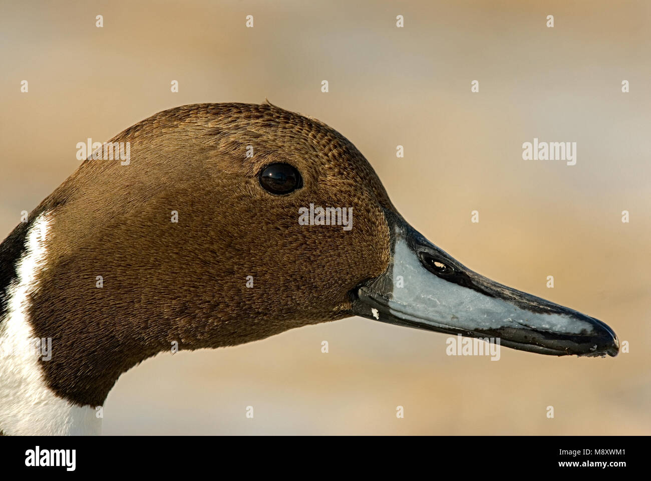 Northern Pintail male; Pijlstaart man Stock Photo - Alamy