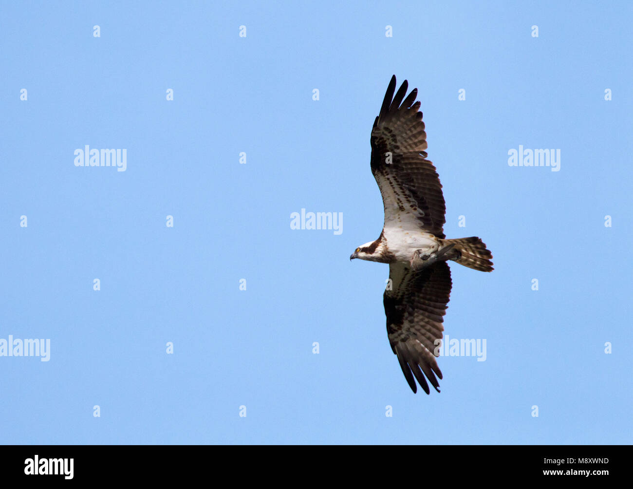 Visarend in vlucht; Osprey in flight Stock Photo - Alamy