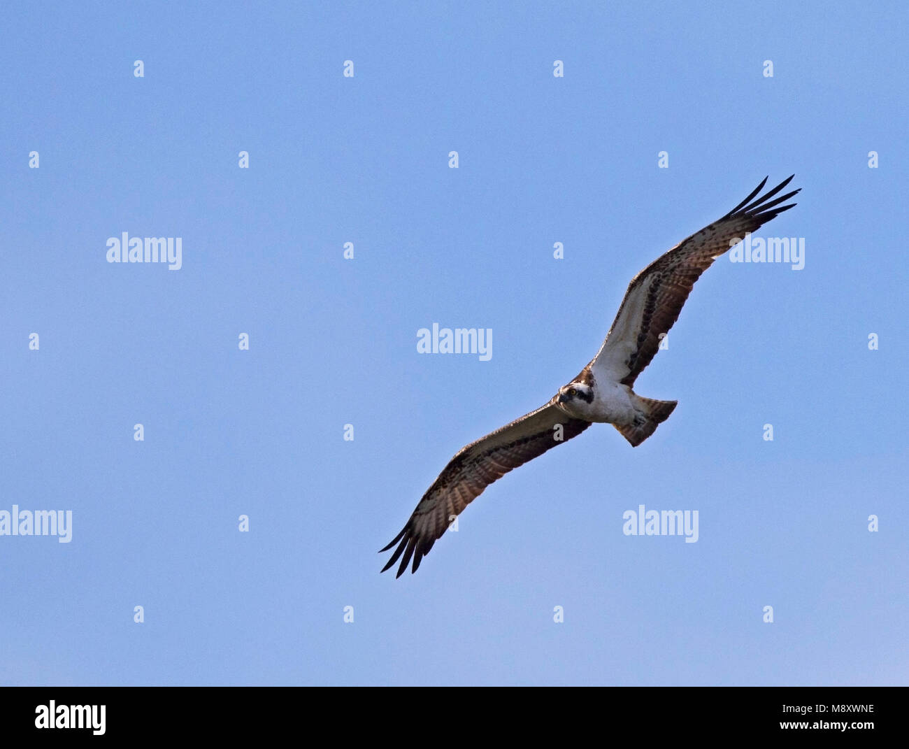 Visarend hi-res stock photography and images - Alamy