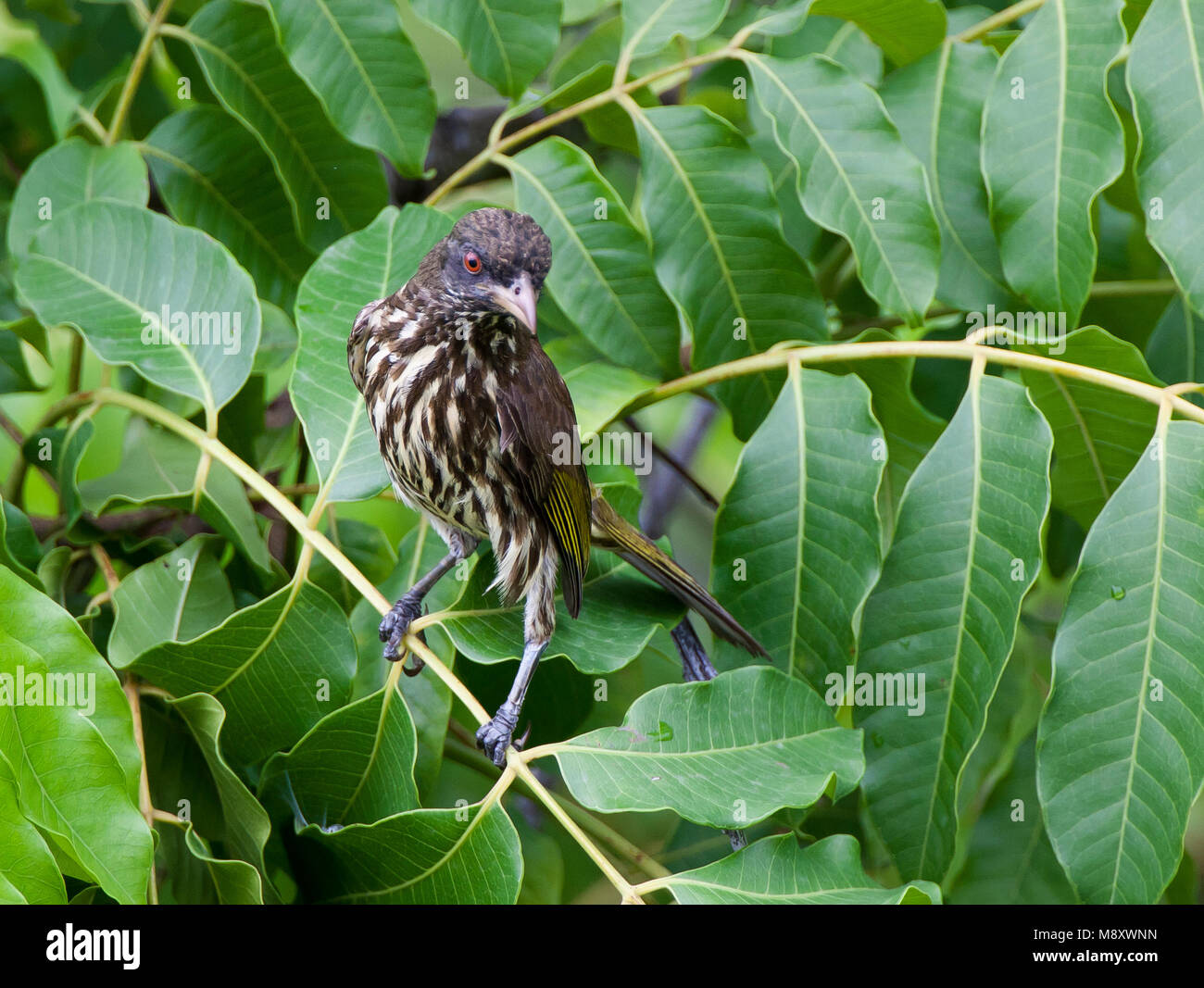 Palmtapuit hi-res stock photography and images - Alamy