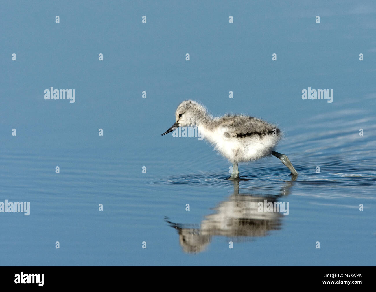 Jonge Kluut, Pied Avocet juvenile Stock Photo - Alamy
