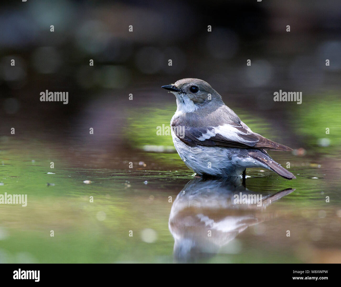 Female european pied flycatcher hi-res stock photography and images - Alamy