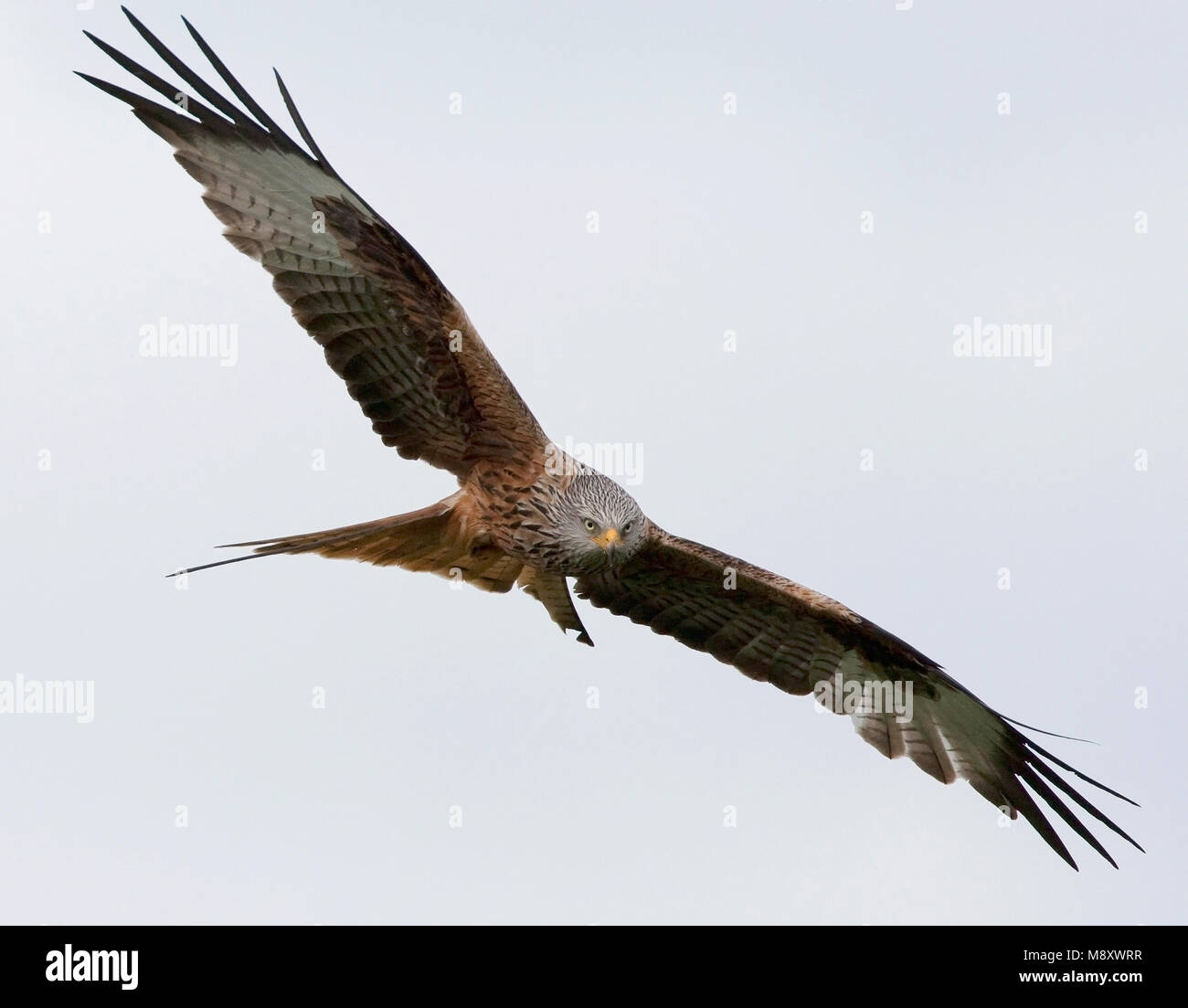 Rode Wouw in de vlucht; Red Kite in flight Stock Photo - Alamy