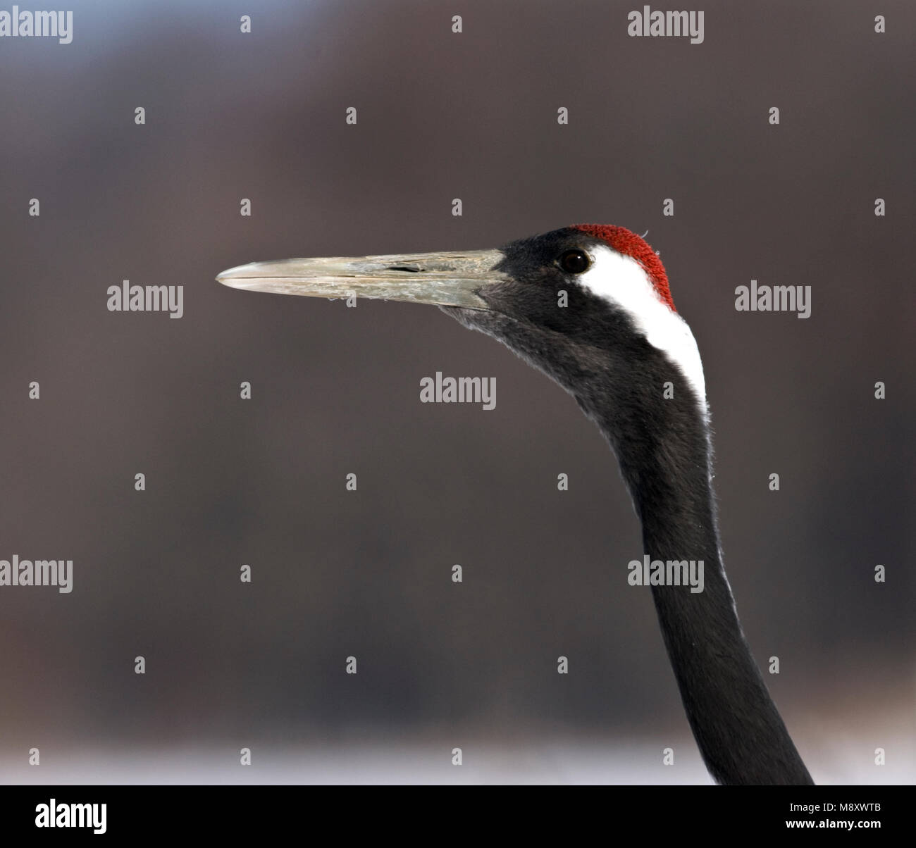 Chinese Kraanvogel; Red-crowned Crane Stock Photo - Alamy