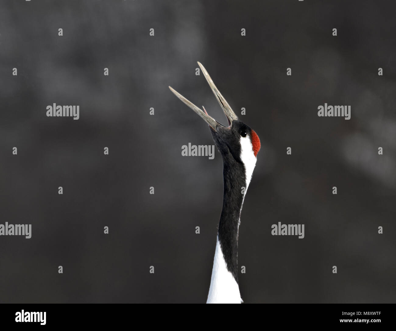 Chinese Kraanvogel; Red-crowned Crane Stock Photo - Alamy