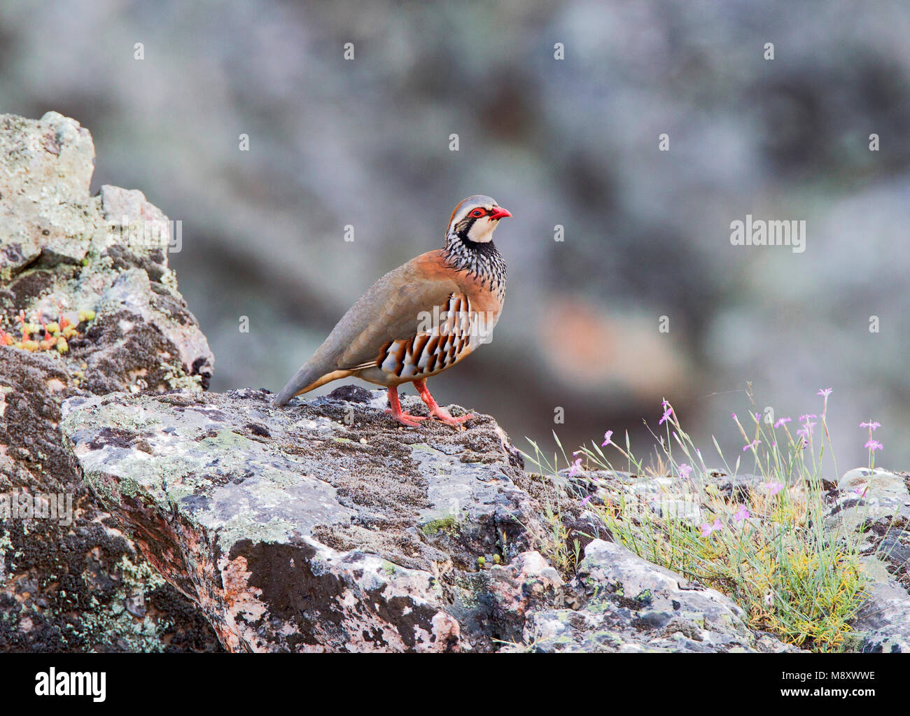 Rock partridge hi-res stock photography and images - Alamy