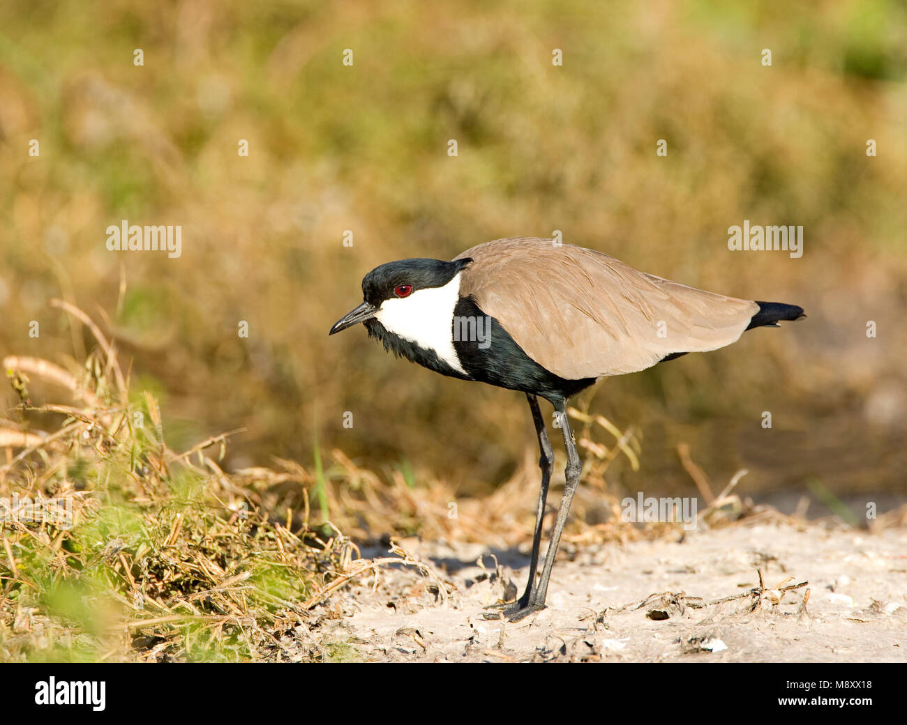 Sporenkievit, Spur-winged Plover Stock Photo - Alamy