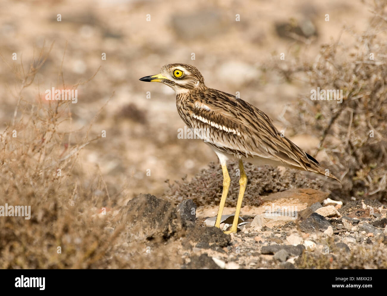 Eurasian Thick-knee; Griel Stock Photo - Alamy