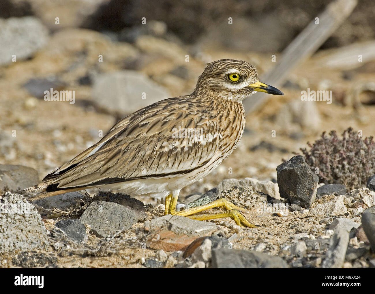 Eurasian Thick-knee perched; Griel zittend Stock Photo - Alamy