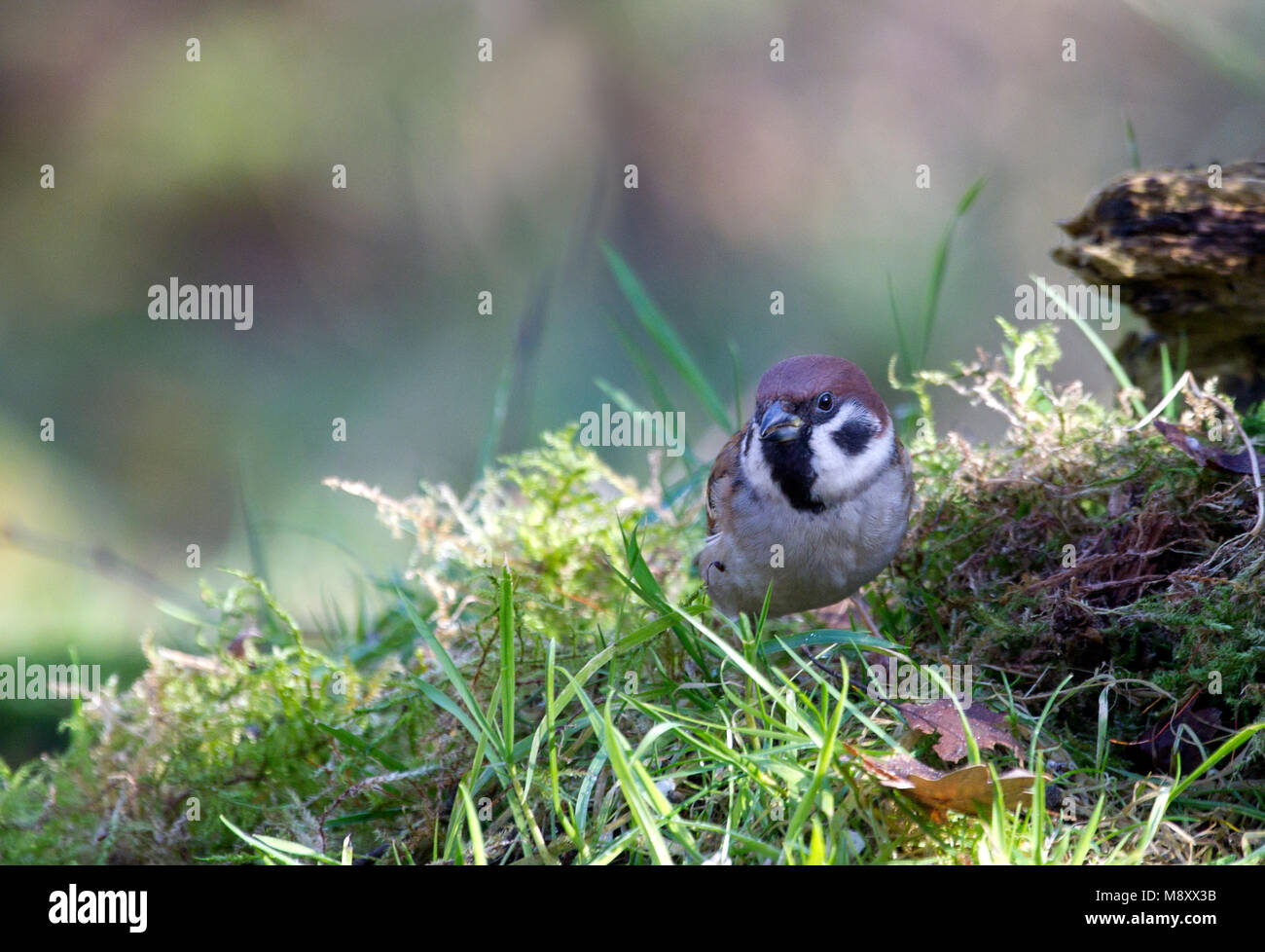 Ringmus, Eurasian Tree Sparrow Stock Photo - Alamy