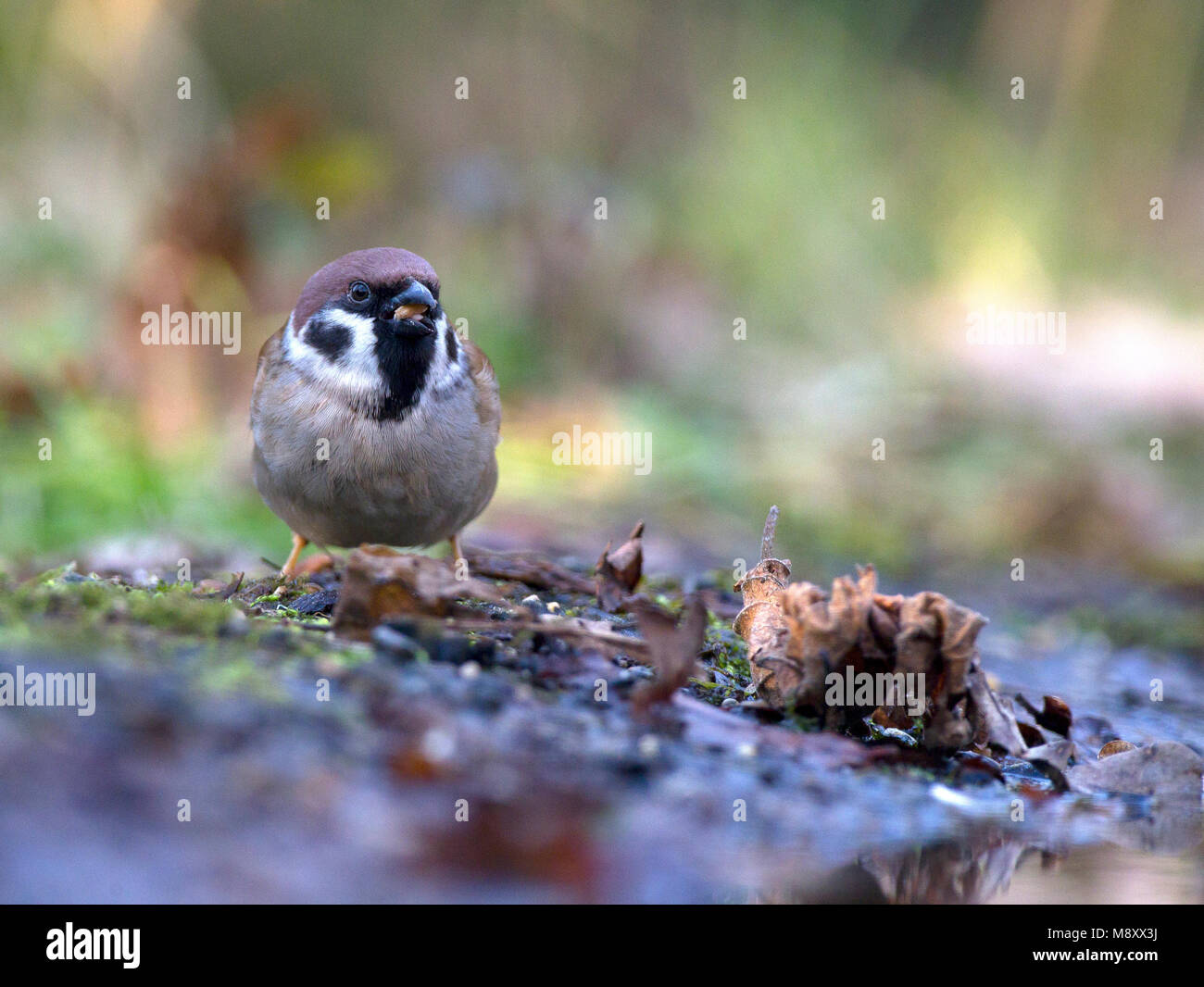 Ringmus etend, Eurasian Tree Sparrow eating Stock Photo - Alamy