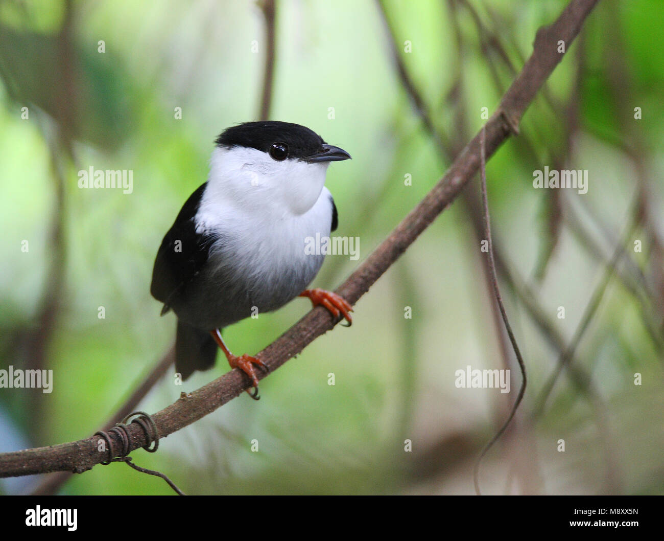 White bearded manakin hi-res stock photography and images - Alamy