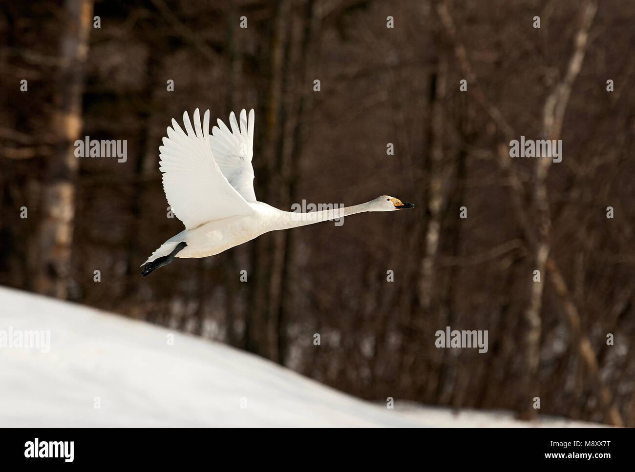 Swan flying snow hi-res stock photography and images - Alamy