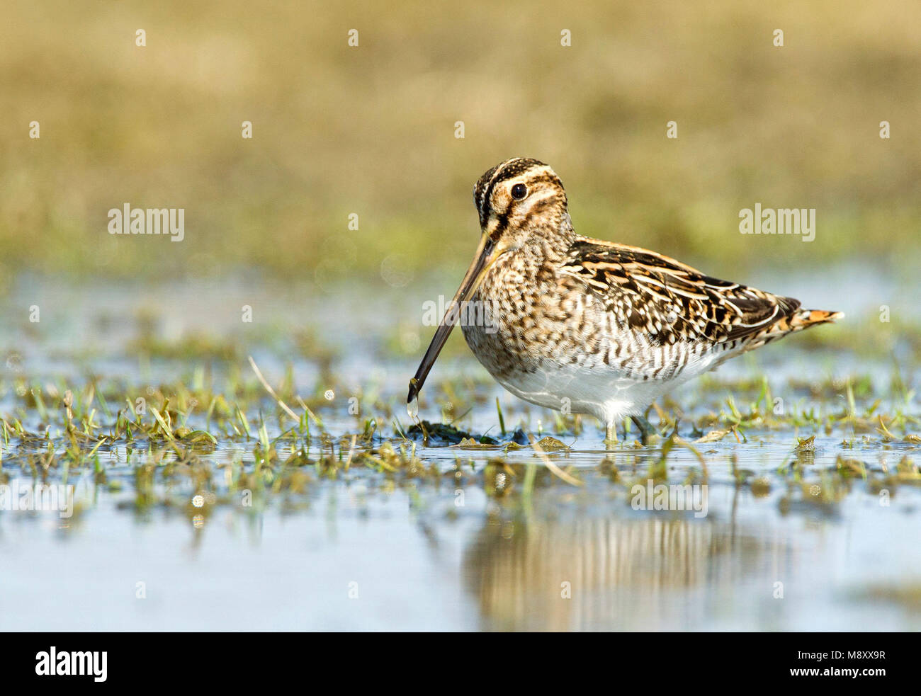 Common snipe bird hi-res stock photography and images - Alamy