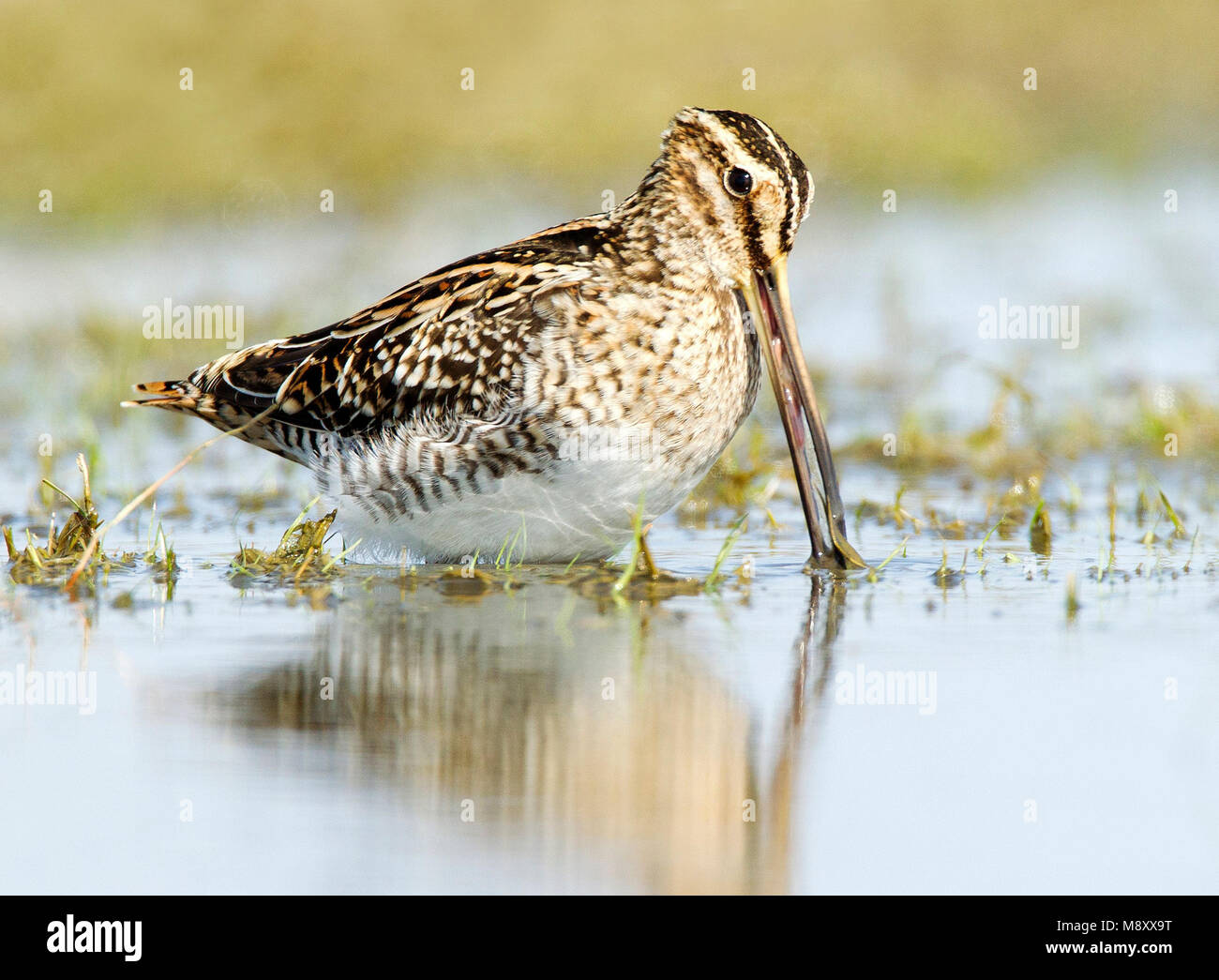 Watersnip foeragerend, Common Snipe foraging Stock Photo - Alamy