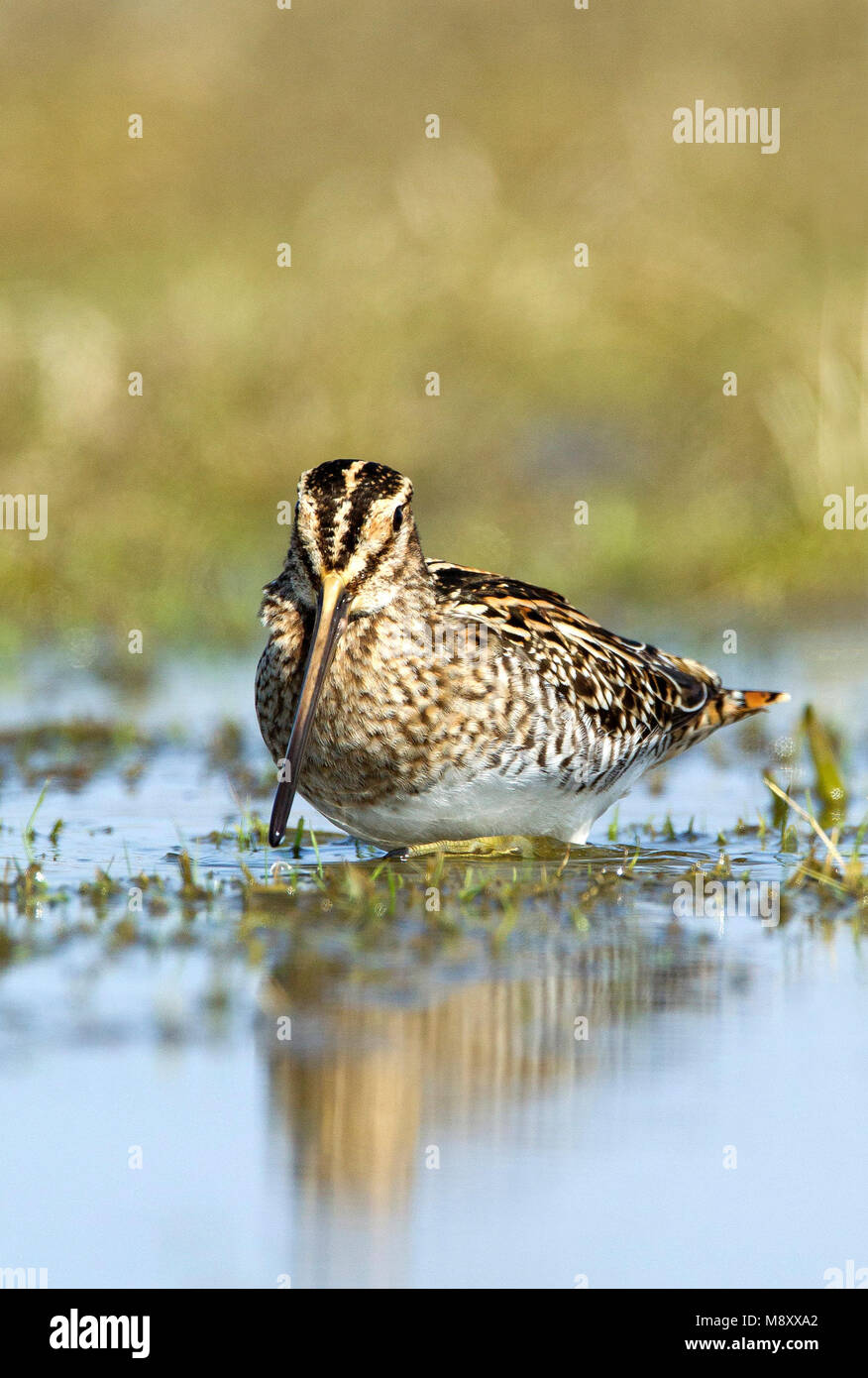 Watersnip foeragerend, Common Snipe foraging Stock Photo - Alamy