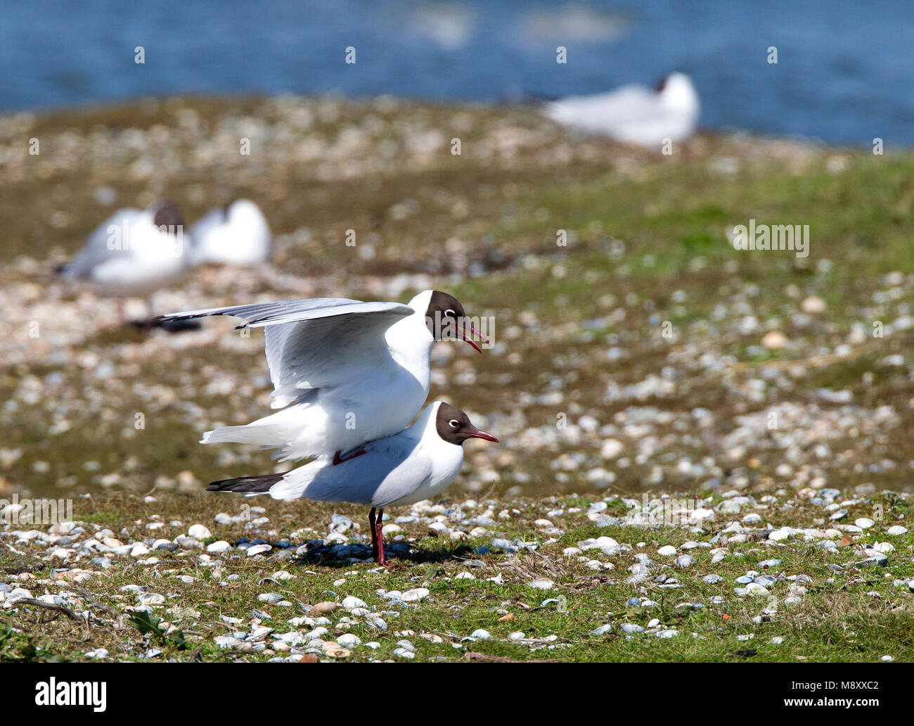 Black headed gull mating hi-res stock photography and images - Alamy