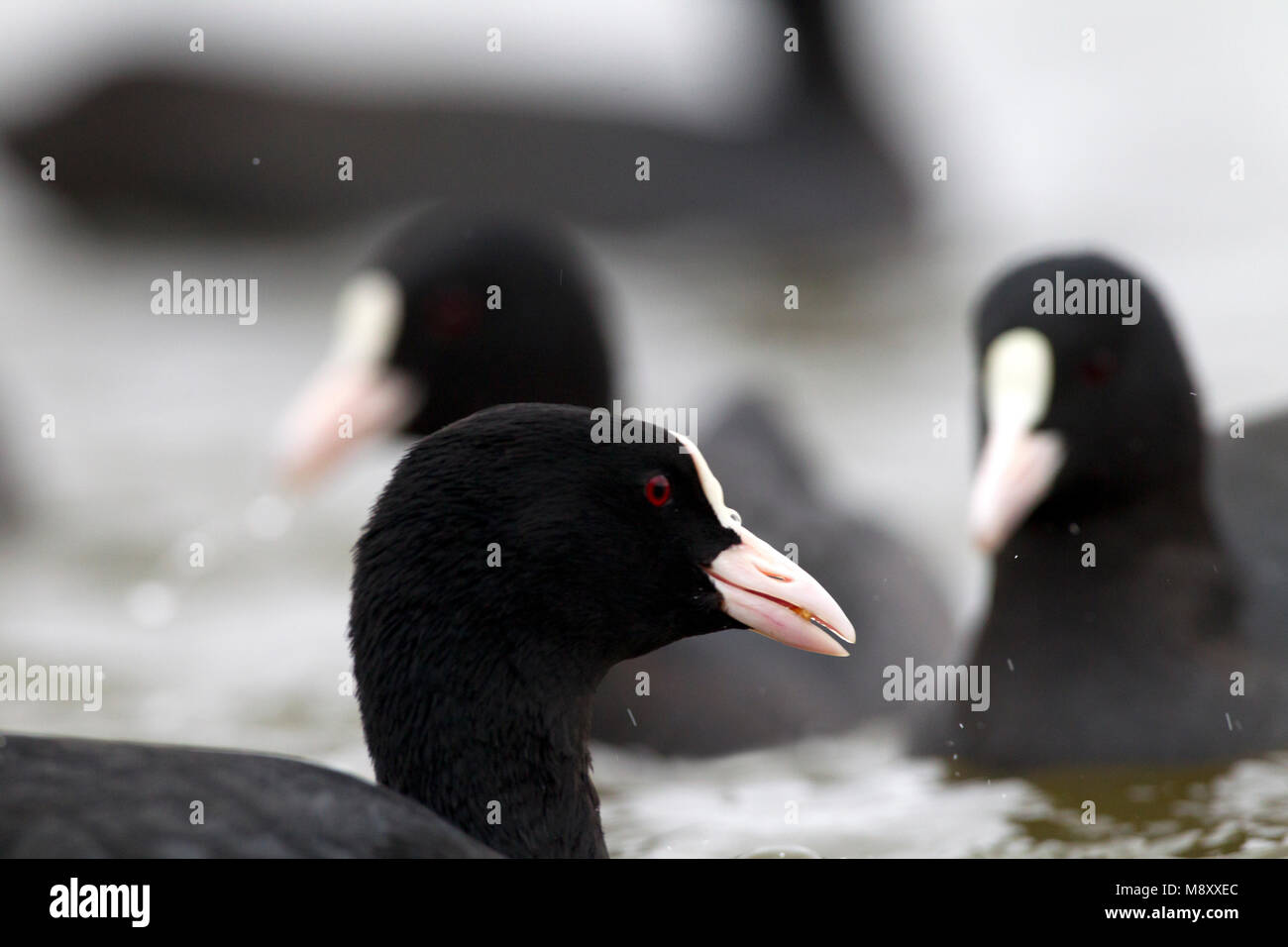 Meerkoet, Eurasian Coot Stock Photo - Alamy