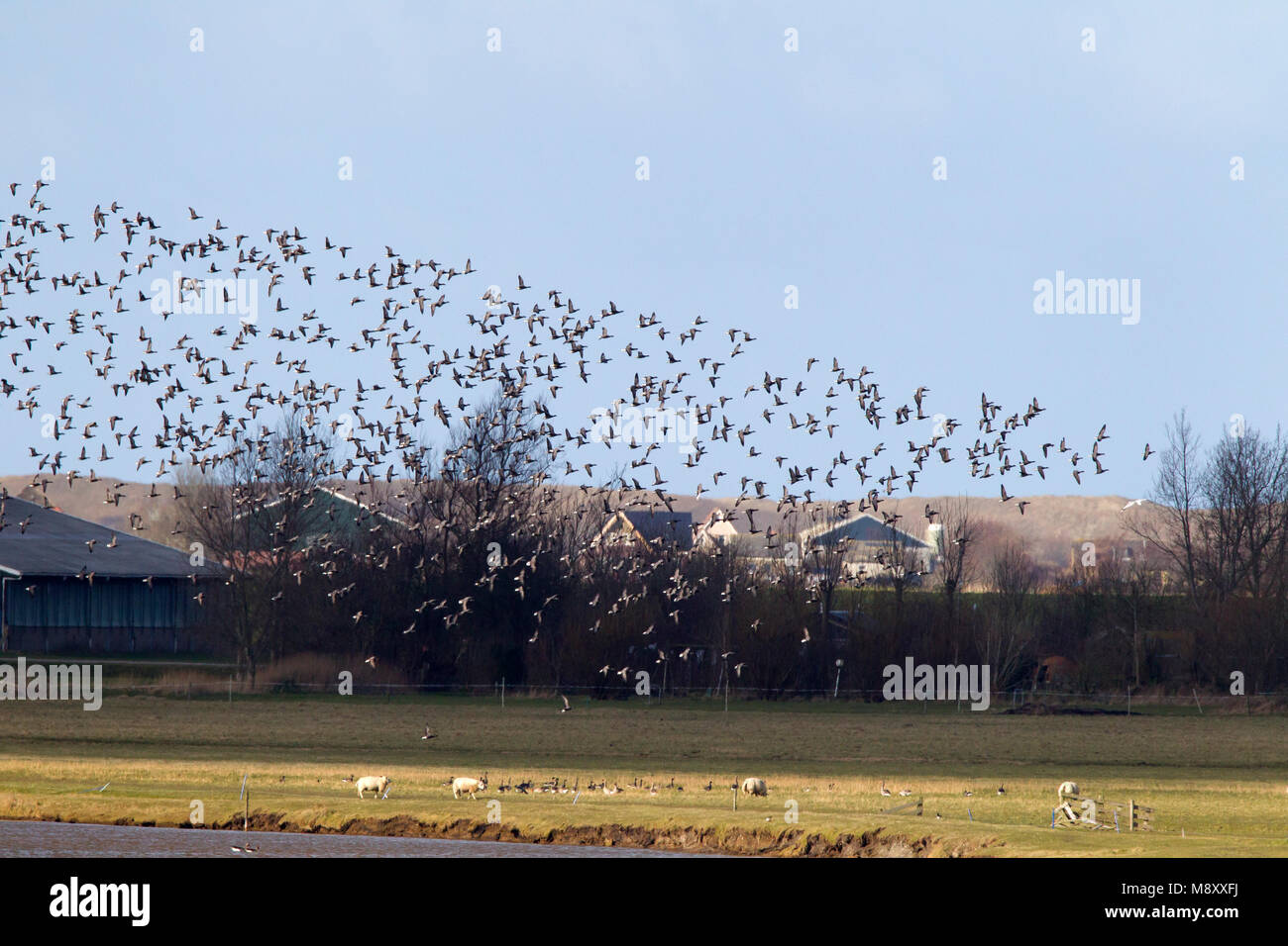 Rotgans in vlucht, Dark-bellied Brent Goose in flight Stock Photo - Alamy