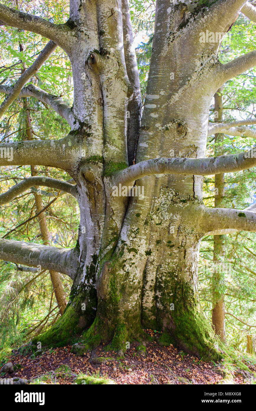 big old trunk of beech tree in forest Stock Photo - Alamy