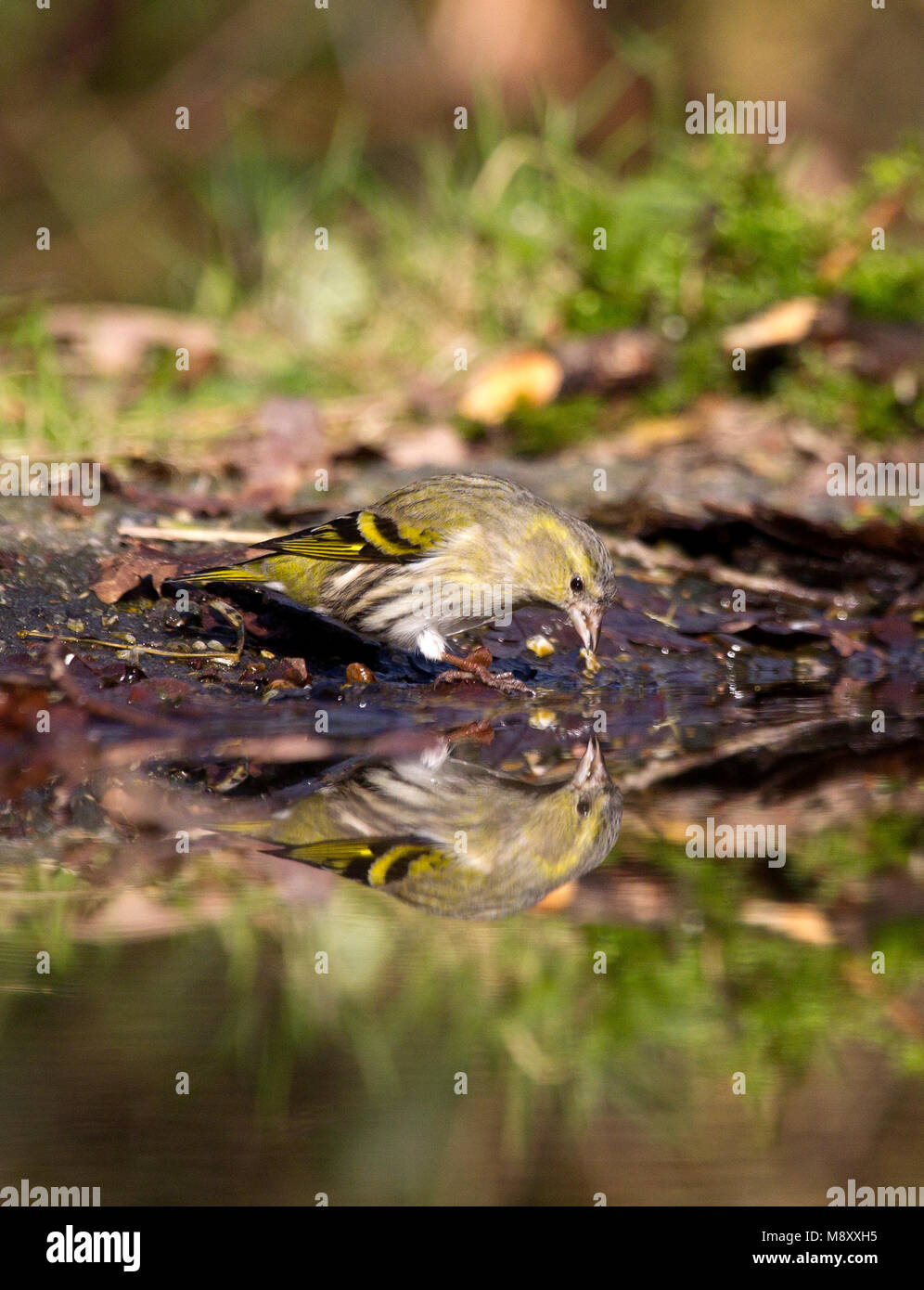 Vrouwtje Sijs drinkend, Eurasian Siskin female drinking Stock Photo - Alamy