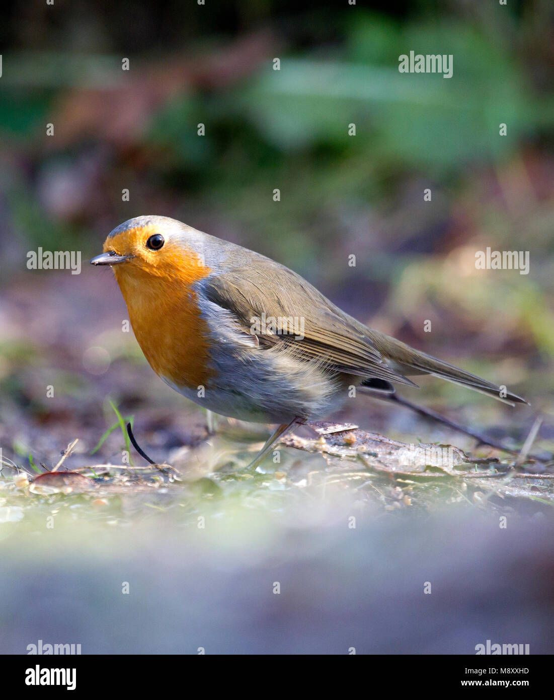 Roodborst; European Robin Stock Photo - Alamy