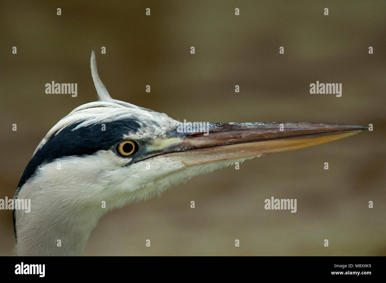 Blauwe Reiger close-up; Grey Heron close-up Stock Photo - Alamy