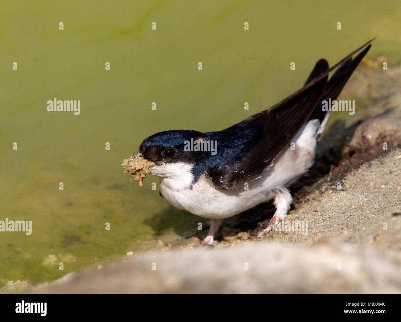Huiszwaluw verzameld nestmateriaal; Common House Martin collecting nest ...