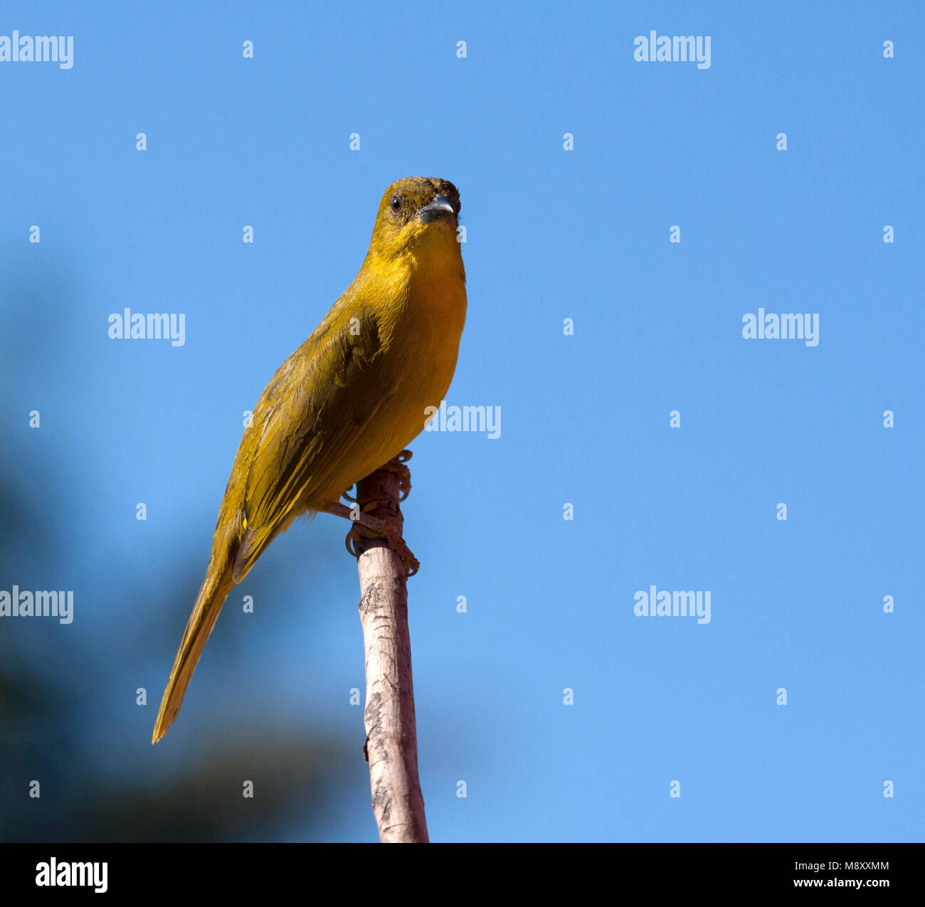 Olijftangare, Olive-green Tanager Stock Photo - Alamy