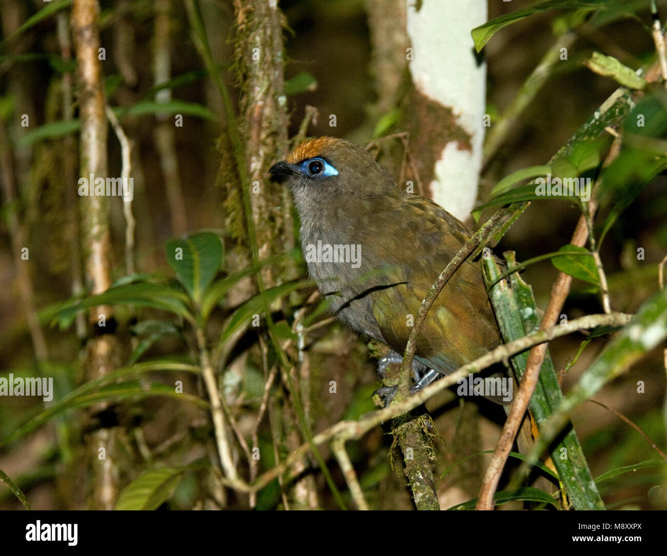 Coua de madagascar hi-res stock photography and images - Alamy