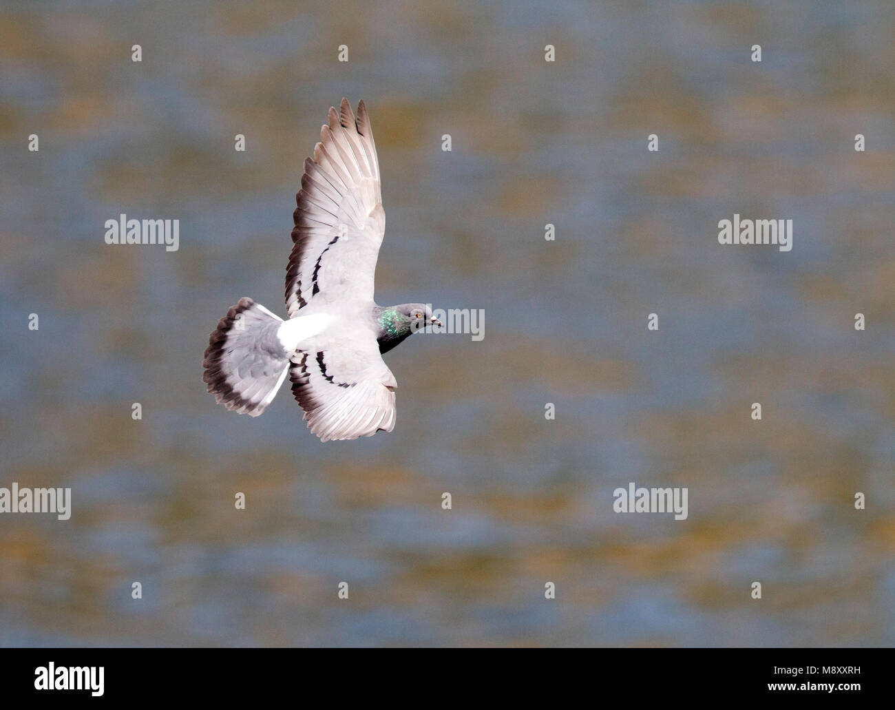 Rotsduif in vlucht, Rock Dove in flight Stock Photo - Alamy